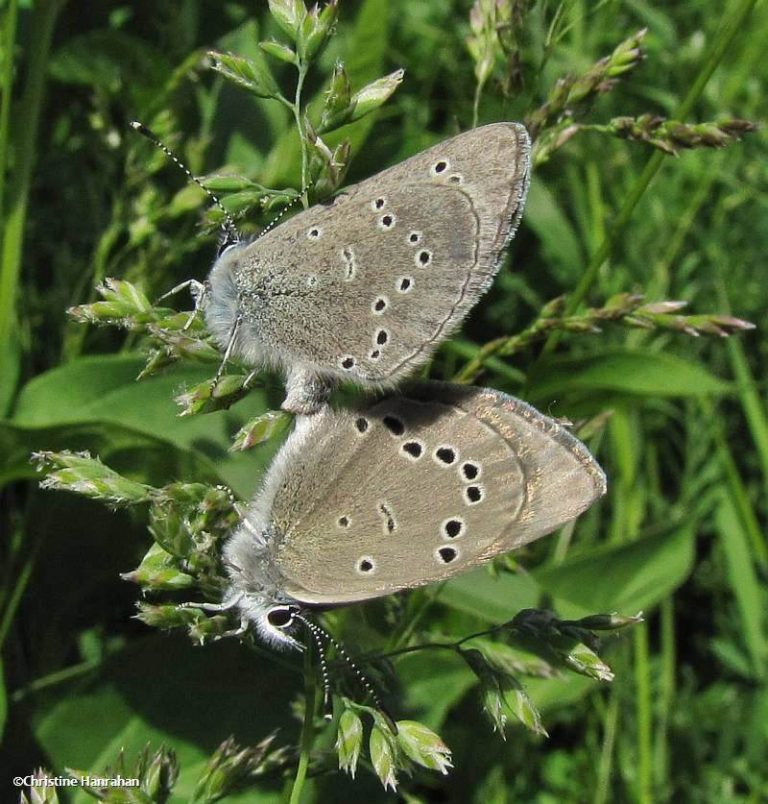 silvery blue butterflies – OFNC