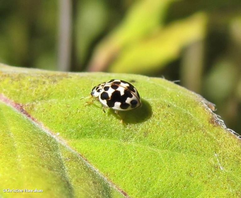 20-spotted lady beetle – OFNC