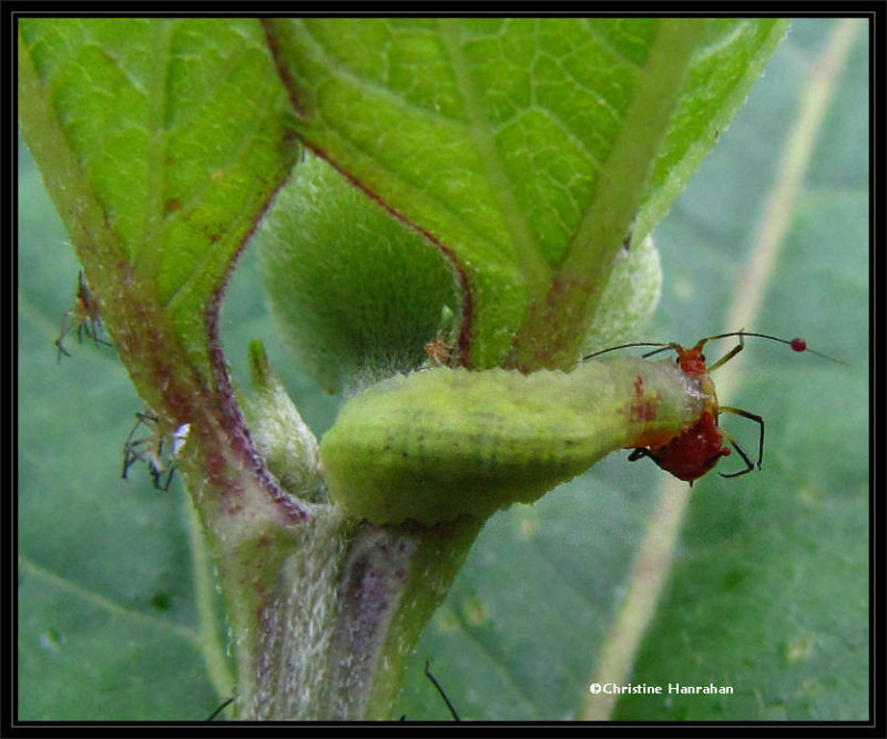 Flower flies! – OFNC