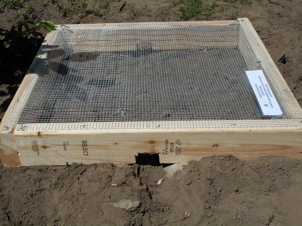 Build it and they will hatch – OFNC