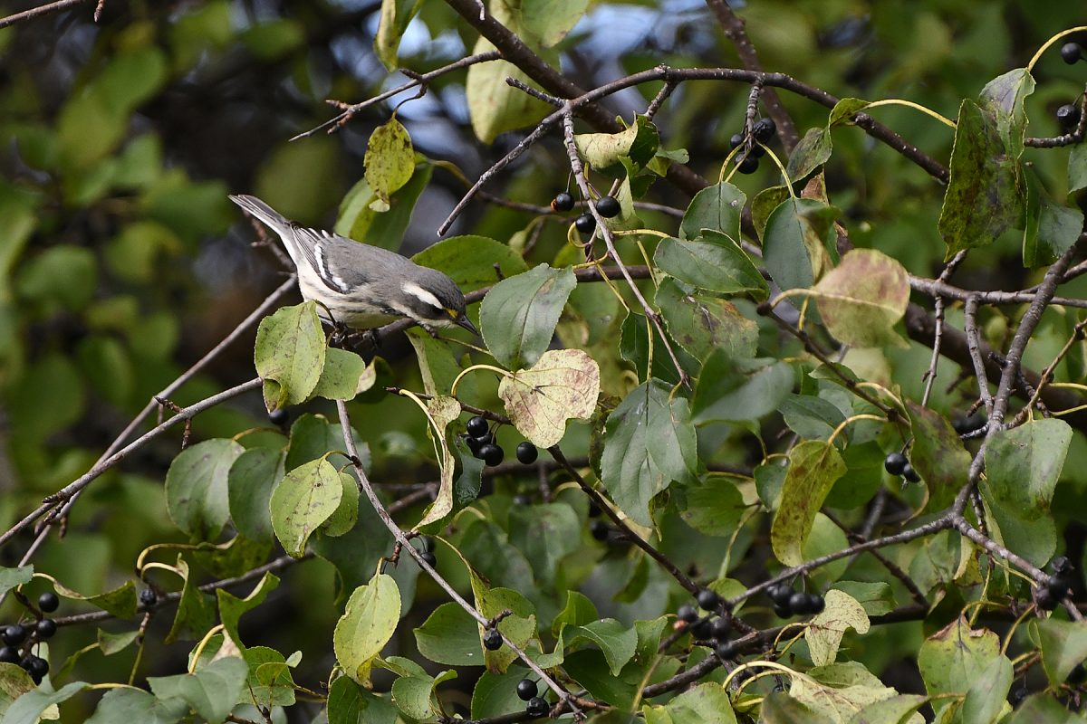 Birding in the Ottawa area – OFNC