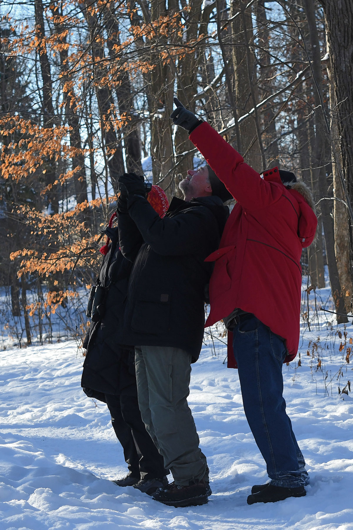 Birding in the Ottawa area – OFNC