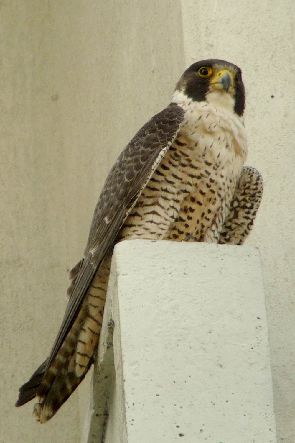 Chronology of the Ottawa Falcon Watch – OFNC