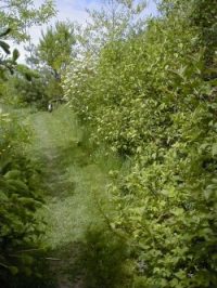 Creating a hedgerow for wildlife – OFNC