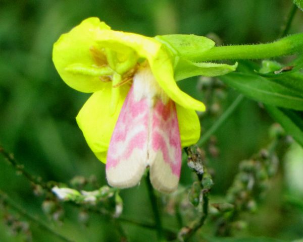 Wildflowers at the FWG – OFNC