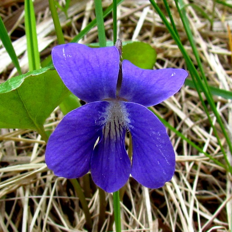 Violets of the Ottawa District – OFNC