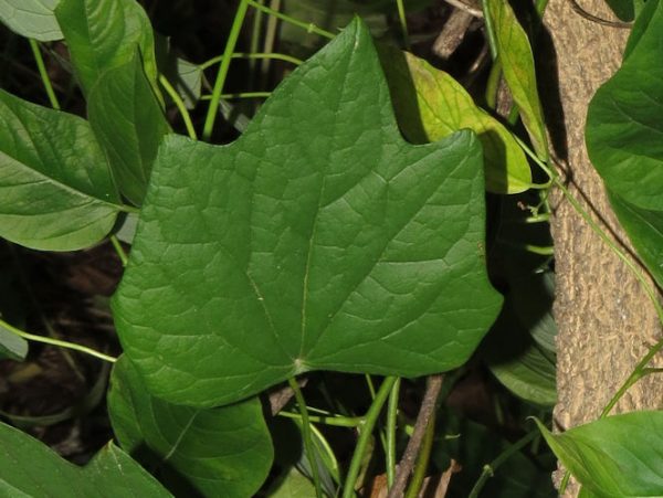 Vines at the FWG – OFNC