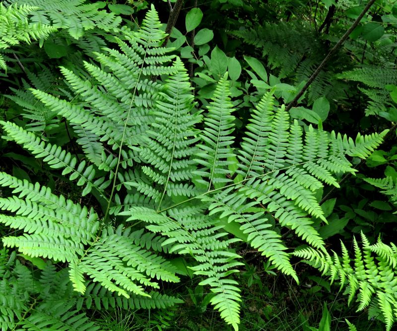 Ferns at the FWG – OFNC