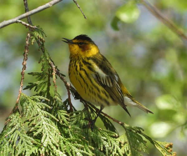 Where to Go Birding in Ottawa – OFNC