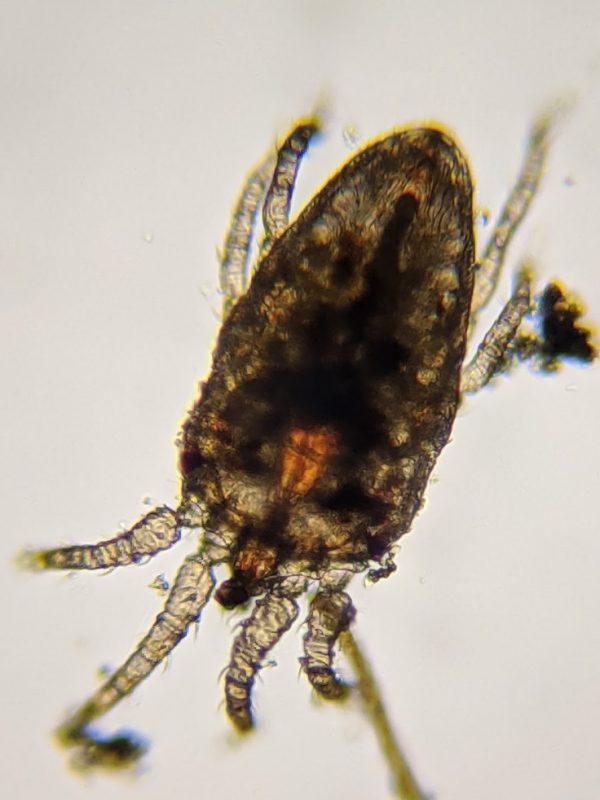 A microscopic look at our ponds – OFNC