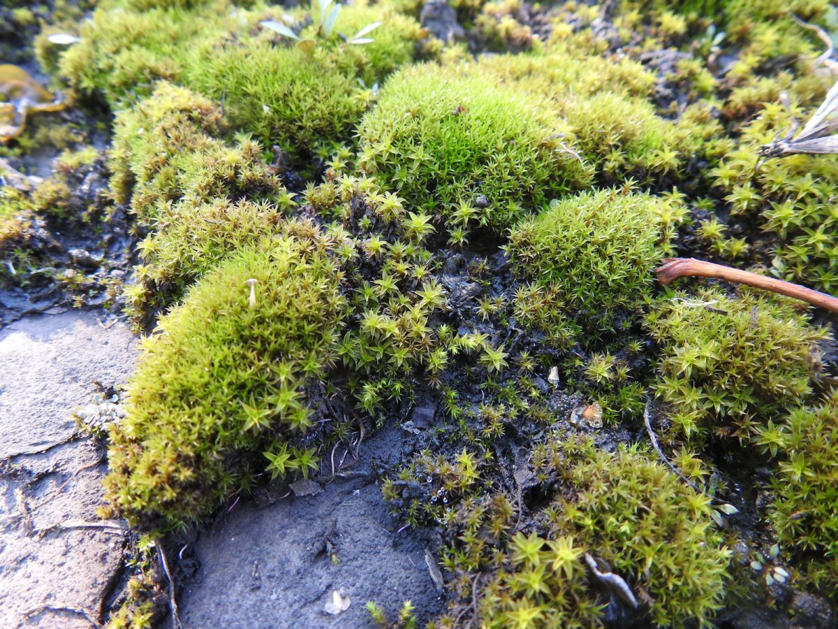 Looking at bryophytes – OFNC