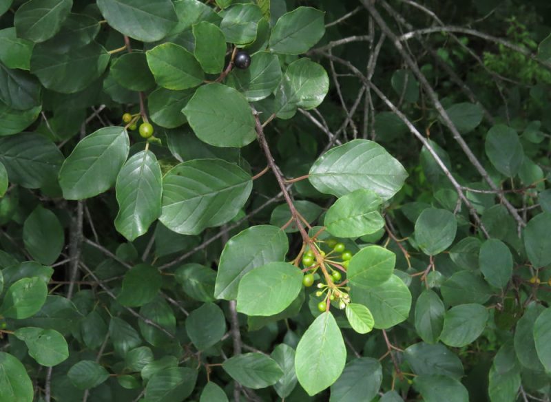 Shrubs at the FWG – OFNC