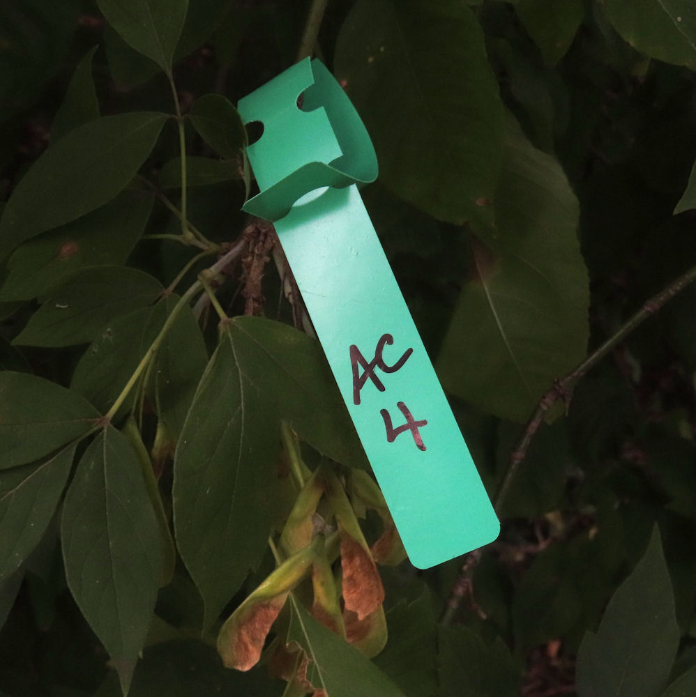 Plant labels – OFNC