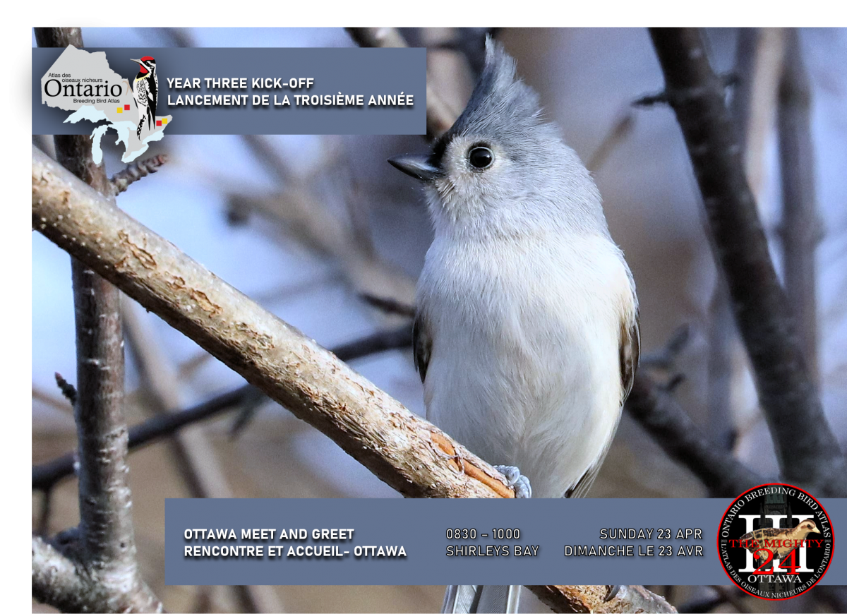 Birding in the Ottawa area – OFNC