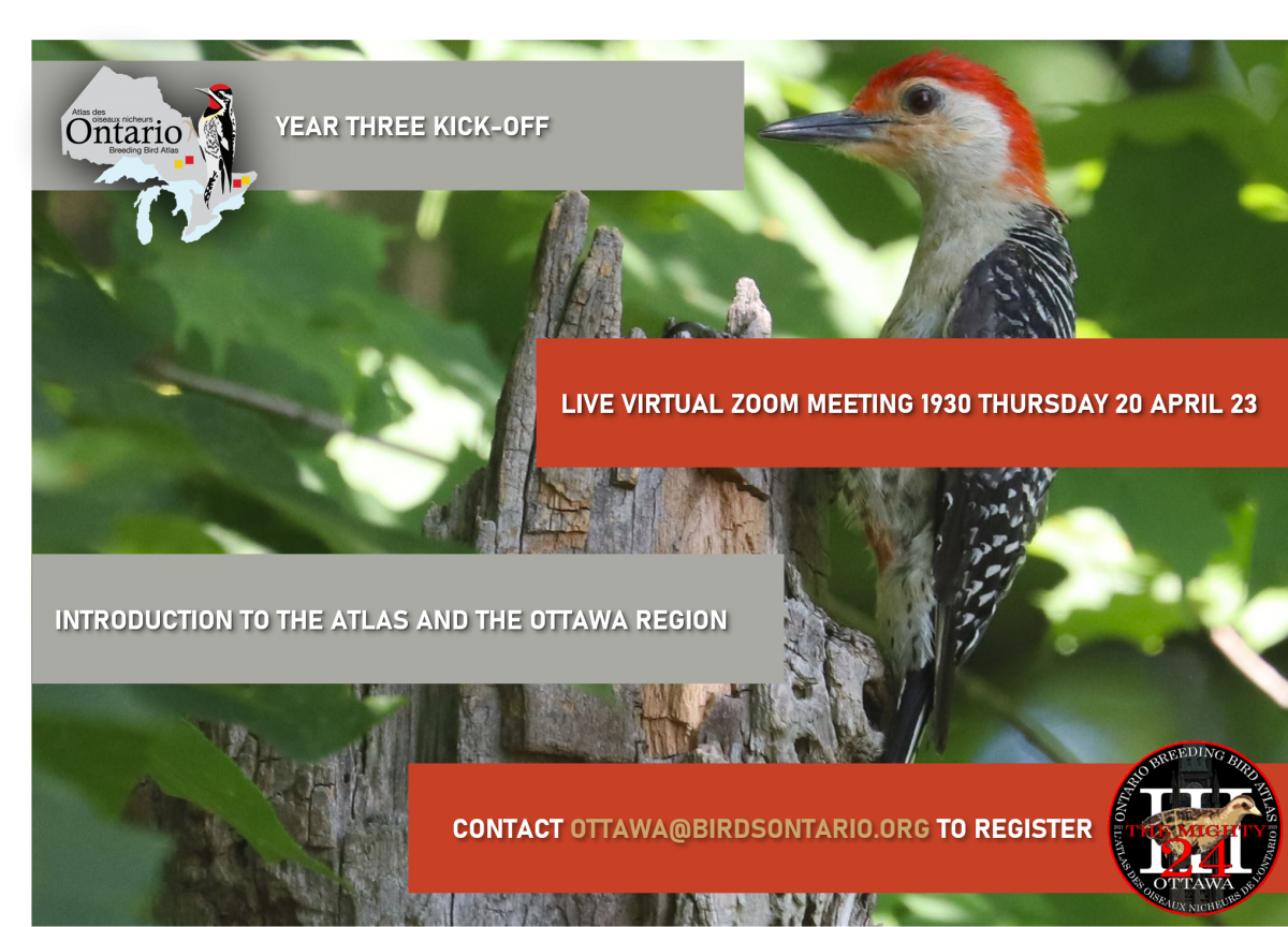 Birding in the Ottawa area – OFNC