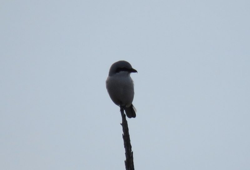 Bird reports 2023 – OFNC