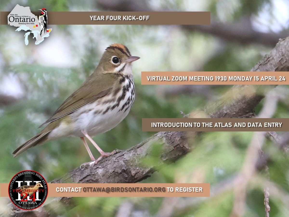 Birding in the Ottawa area – OFNC