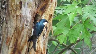 Recent bird sightings – OFNC