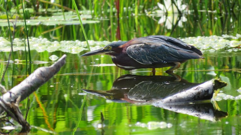 Recent bird sightings – OFNC