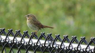 Recent bird sightings – OFNC