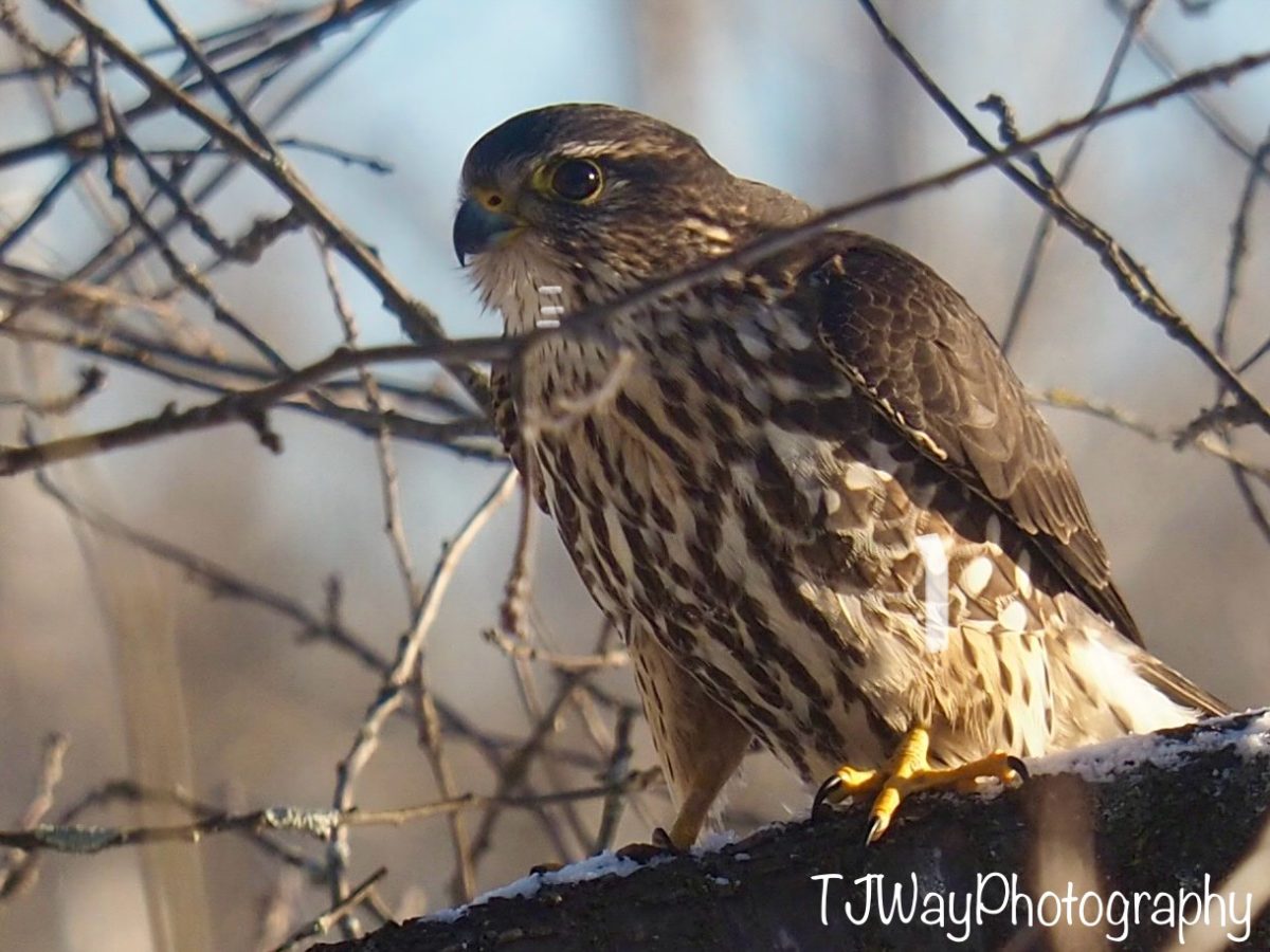 Recent bird sightings – OFNC