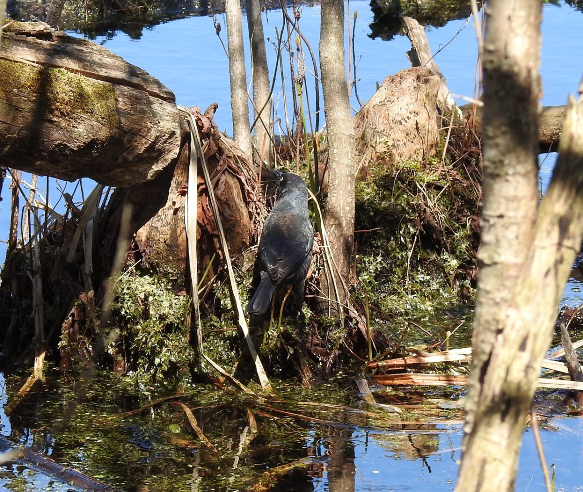 Recent bird sightings – OFNC