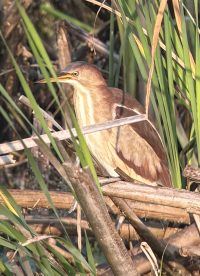 Recent bird sightings – OFNC